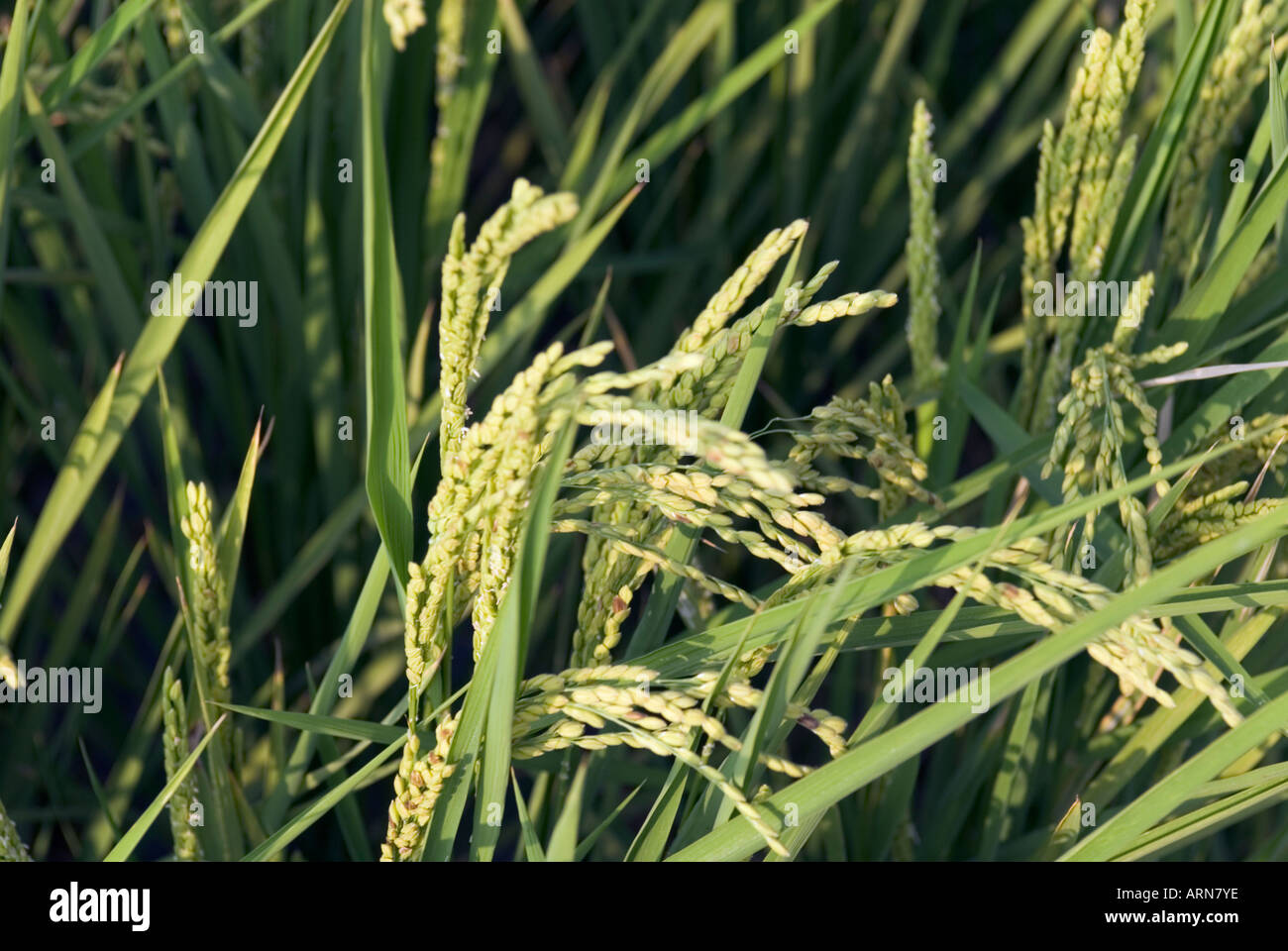 Closeup View Of Rice Growing Taiwan China Stock Photo - Alamy