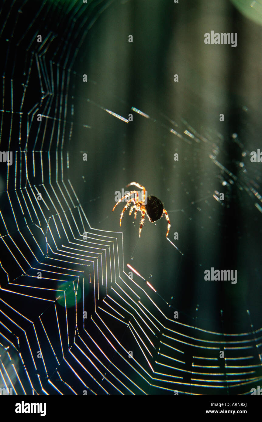 Spider in web with bug hi-res stock photography and images - Alamy
