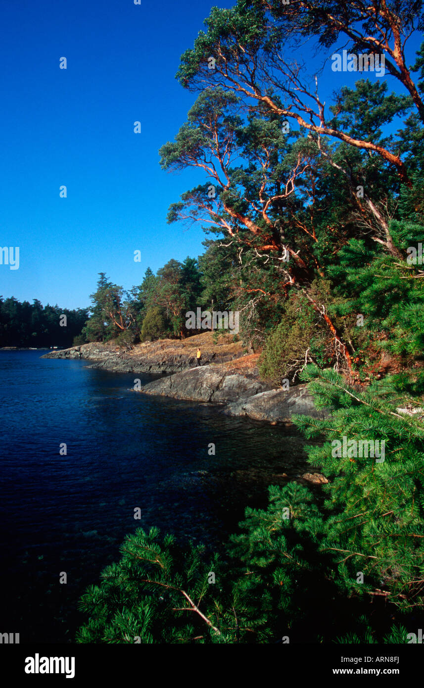 arbutus and fir, Portland Island, Gulf Islands National Park, British ...