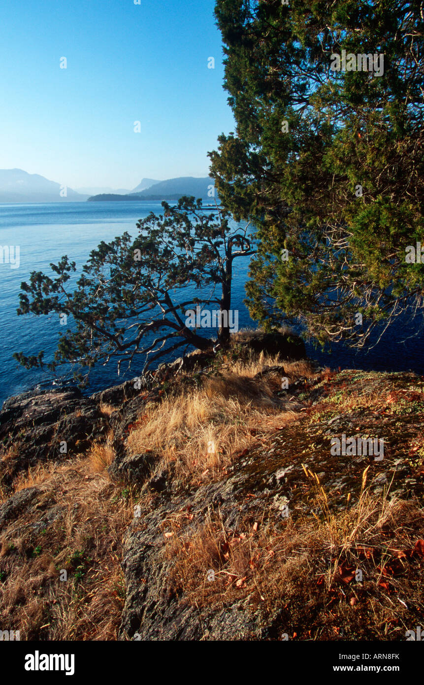 juniper tree, Portland Island, Gulf Islands National Park, British ...
