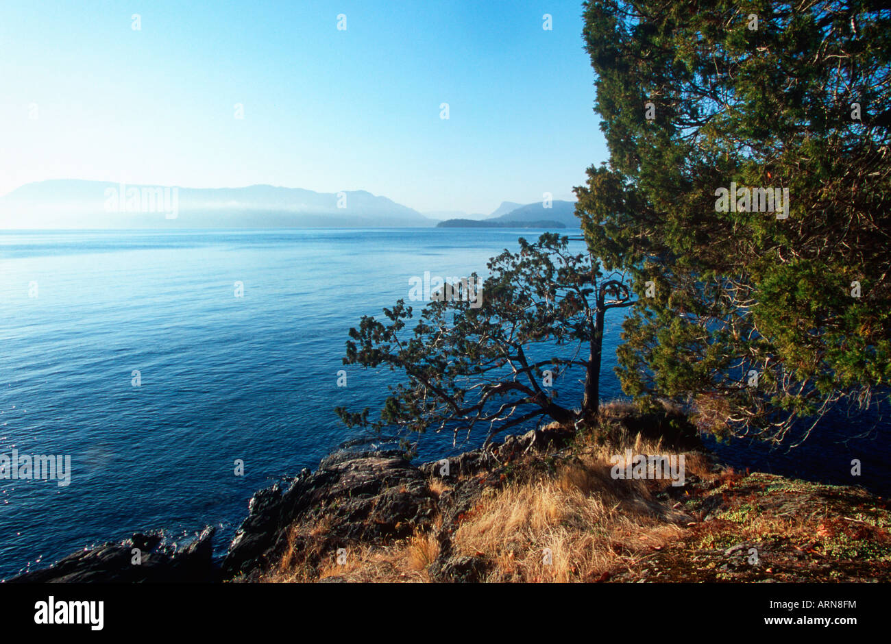 juniper tree, Portland Island, Gulf Islands National Park, British ...