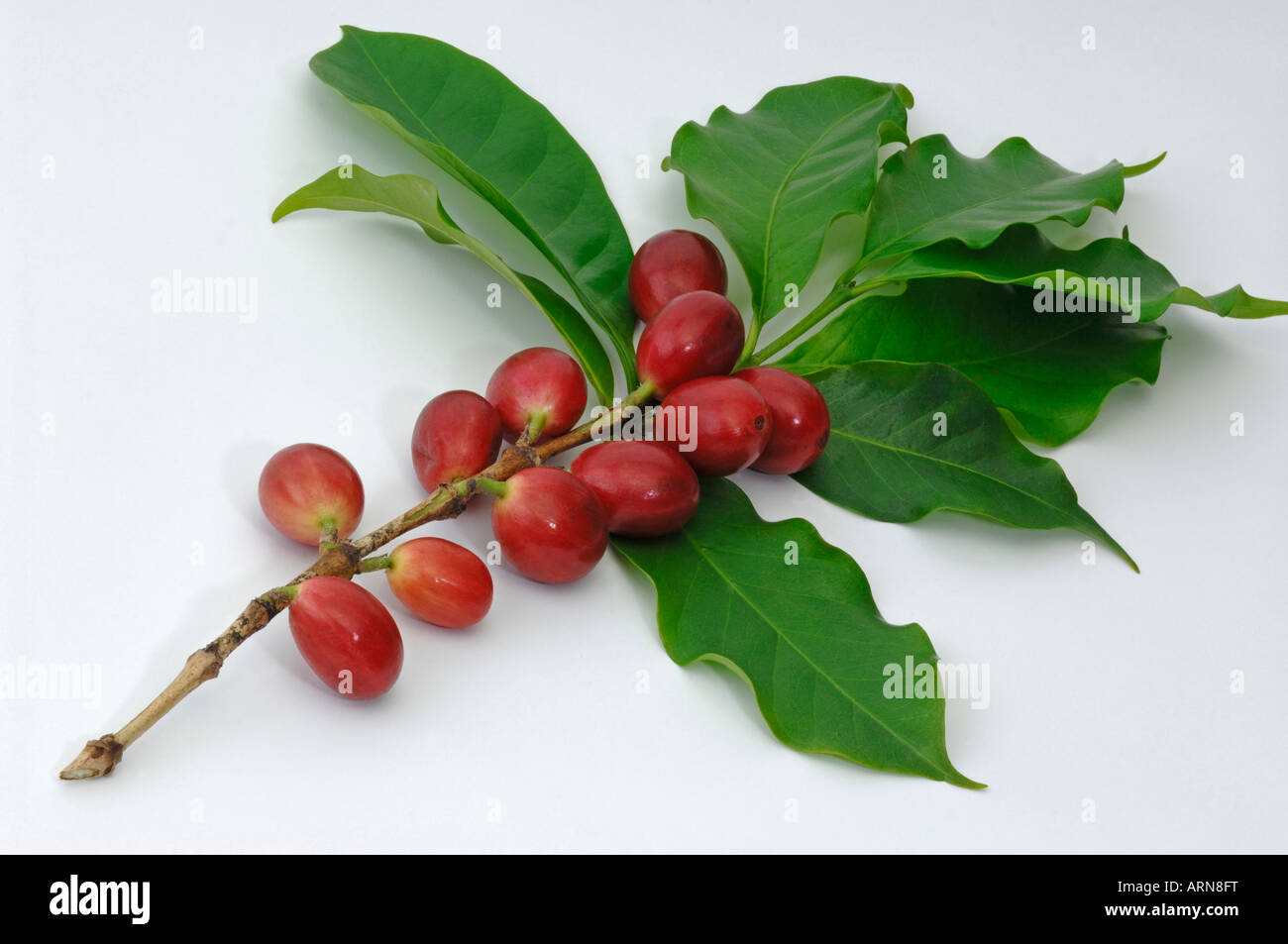 Arabica Coffee (Coffea arabica) twig with ripe berries and leaves ...