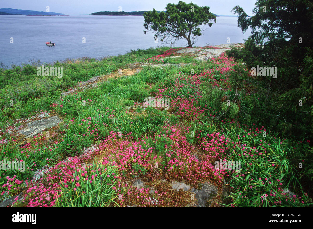 Gulf Islands, Dock Island, with spring bloom of owl clover, British ...