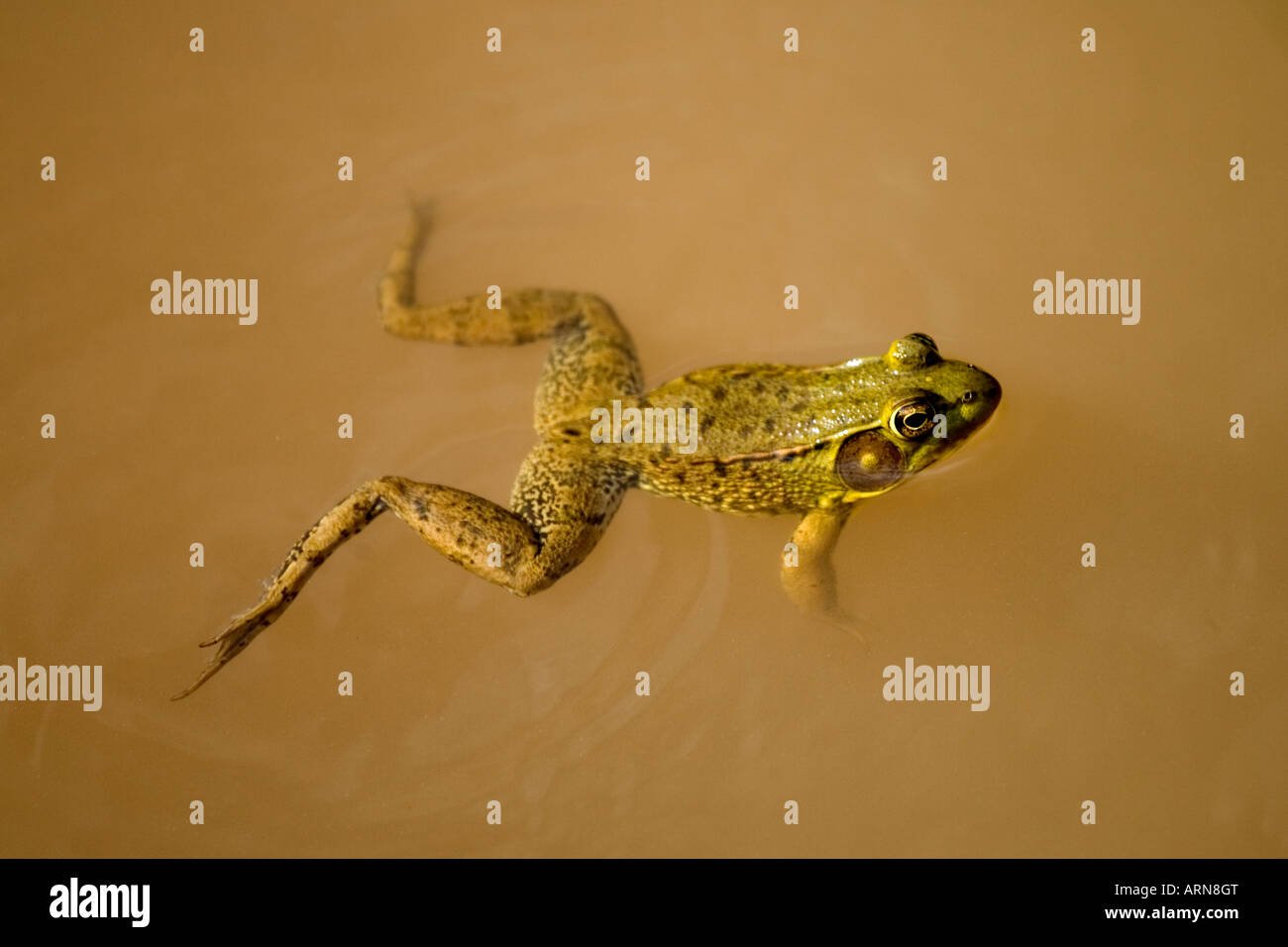 Frogs swimming in pond hi-res stock photography and images - Alamy