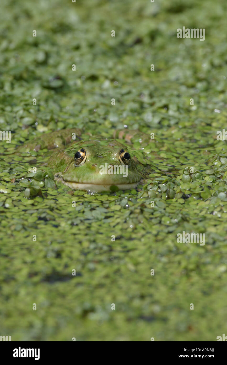 Marsh frog Rana ridibunda in duckweed covered water Stock Photo - Alamy