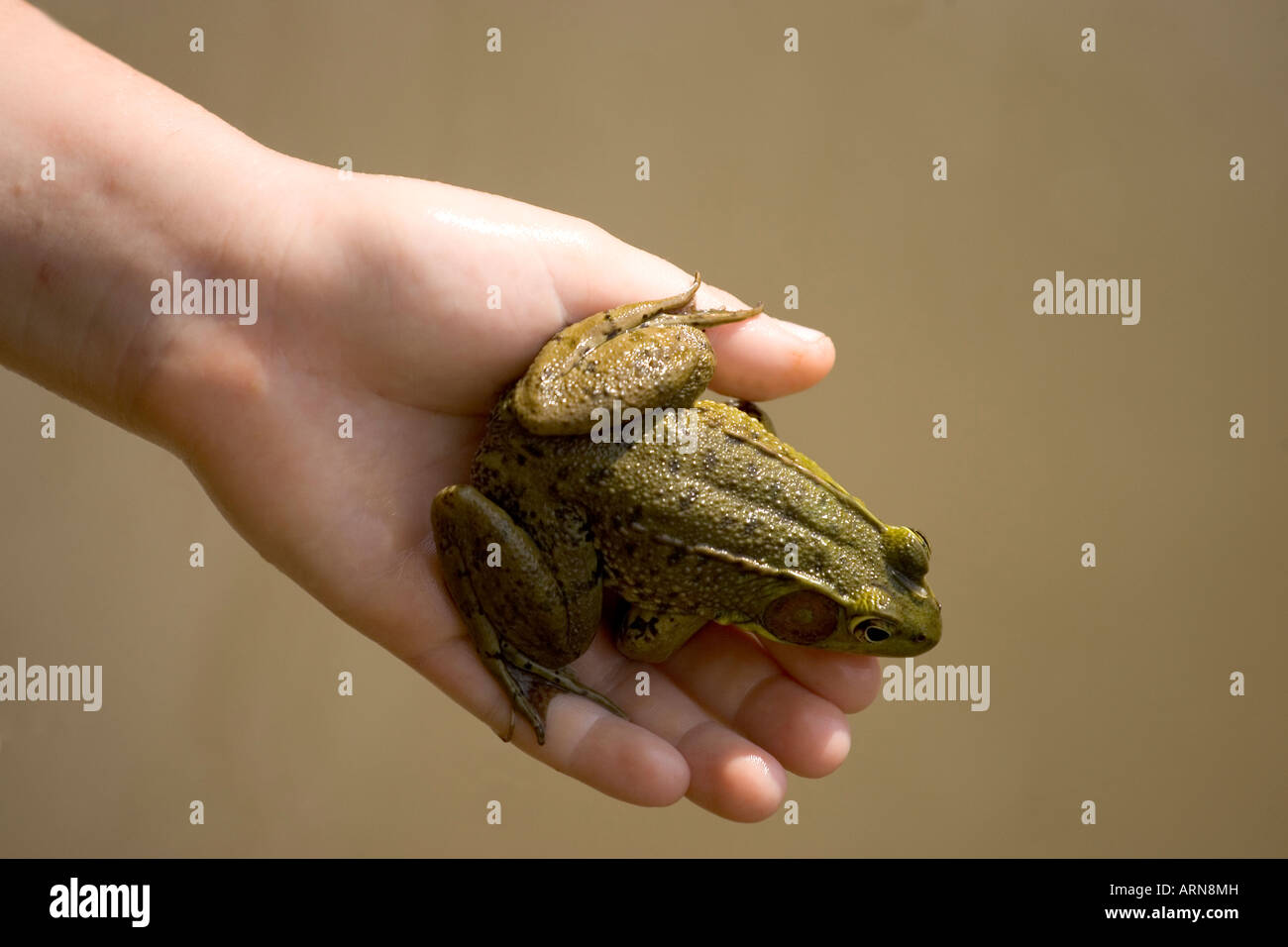 Hand to frog hi-res stock photography and images - Alamy