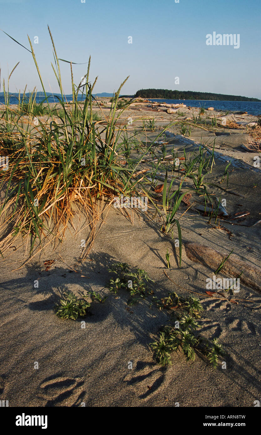 Sidney Spit Provincial Marine Park, gull prints, Vancouver Island ...