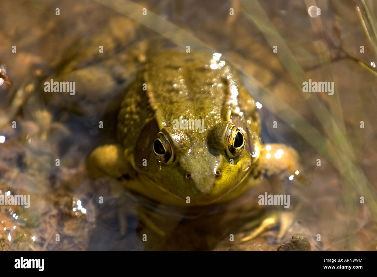 Frog amphibian portrait hi-res stock photography and images - Alamy