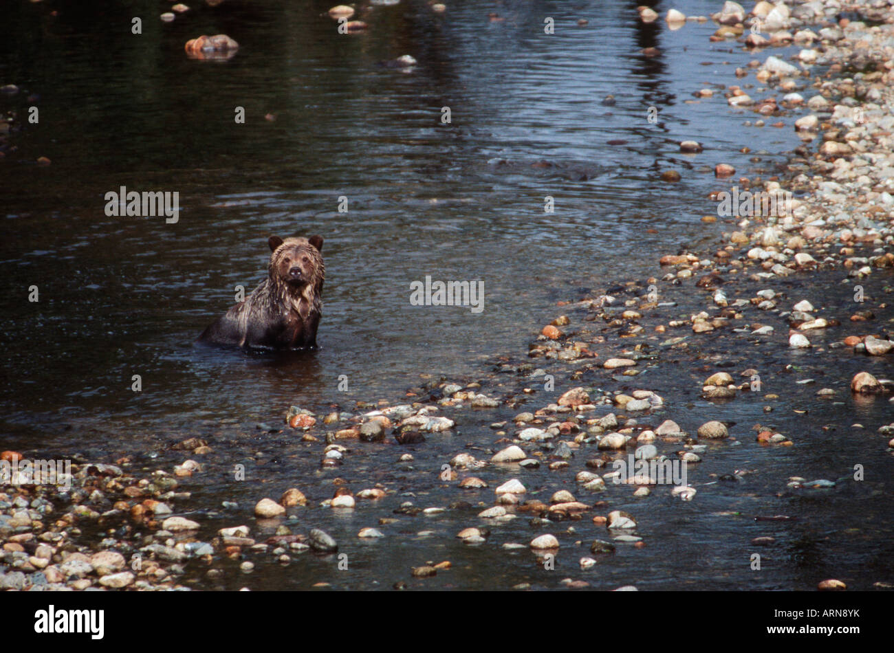 Knight inlet estuary hi-res stock photography and images - Alamy
