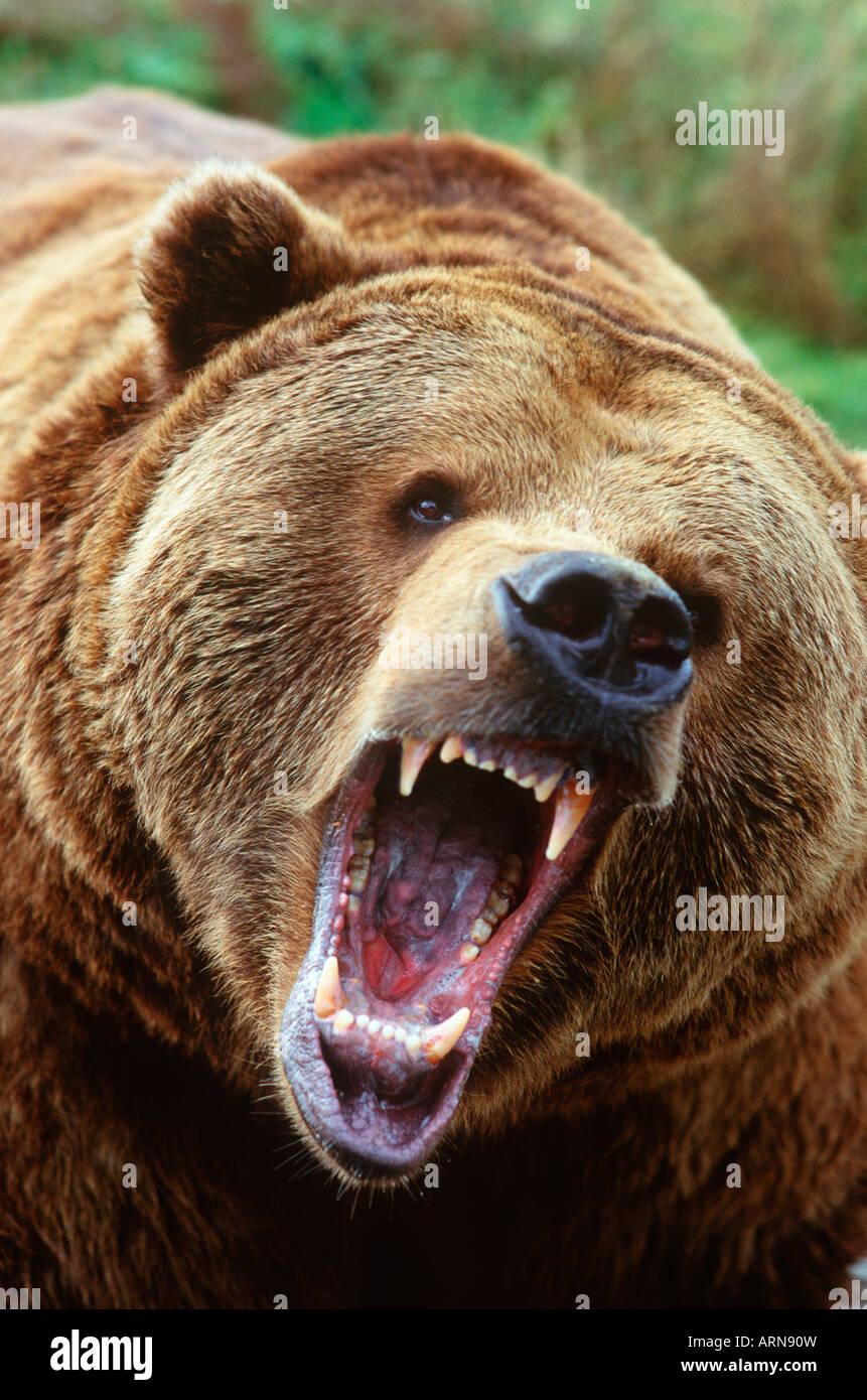 Grizzly bear growl hi-res stock photography and images - Alamy