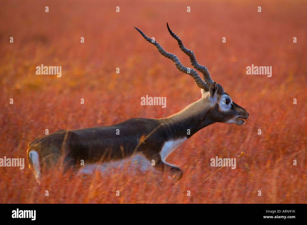 Asian blackbuck hi-res stock photography and images - Alamy