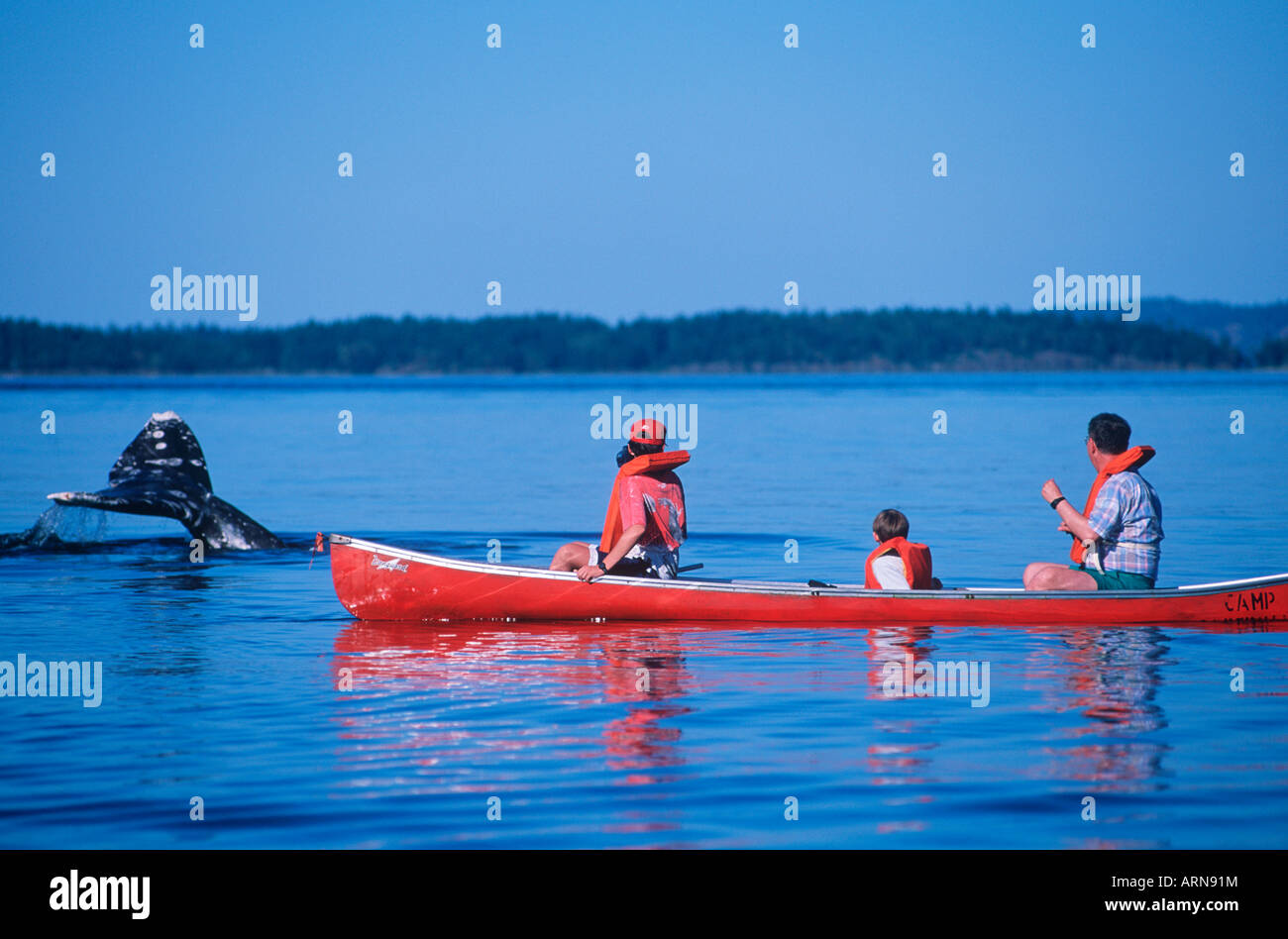 Canoe following grey whale in gulf islands hi-res stock photography and ...