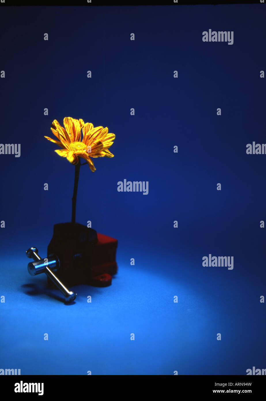 Yellow flower held in a vice under a spotlight Stock Photo - Alamy