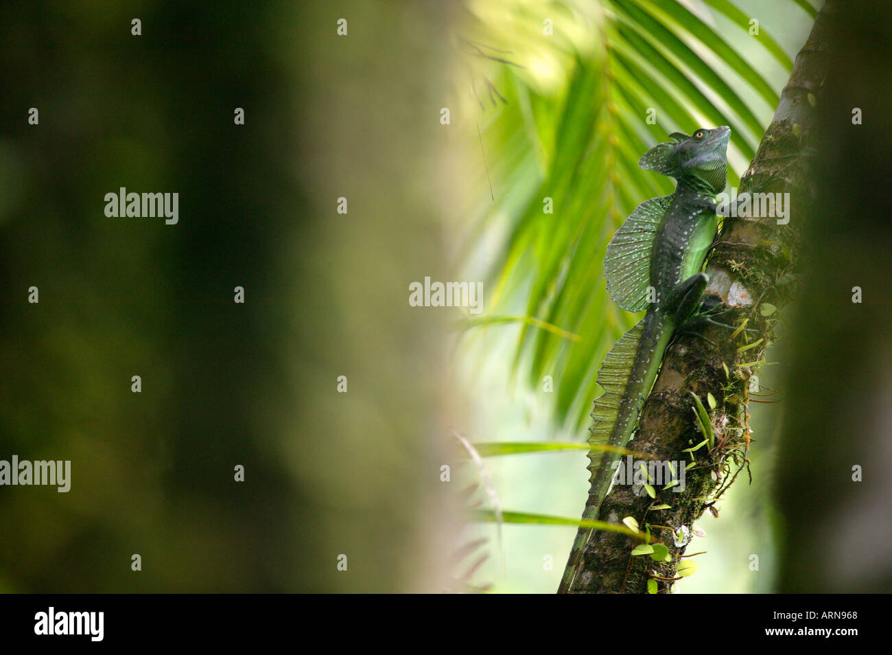 Jesus Christ Lizard Habitat