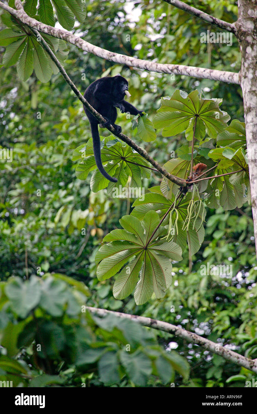 Mantled Howler Monkeys Alouatta palliata Tabacon Hot Spring Resort and ...