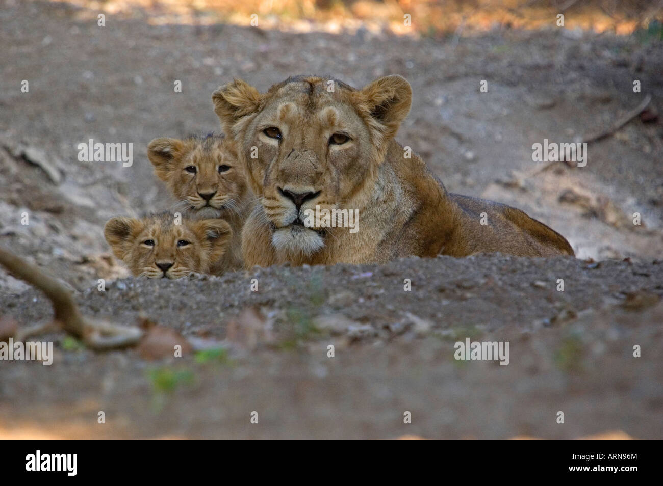 Critically endangered asiatic lion cub hi-res stock photography and ...