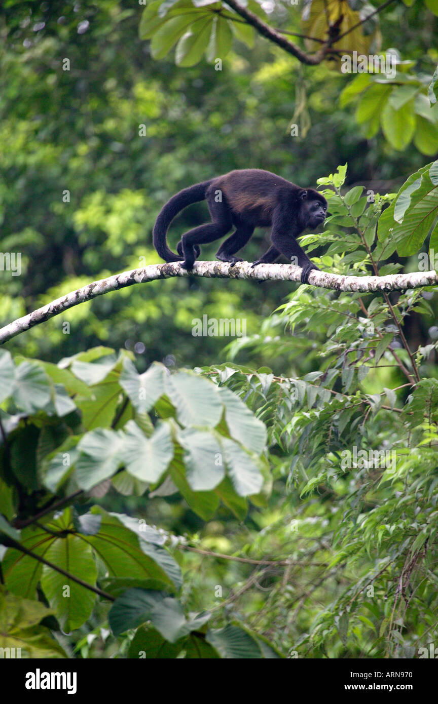 Mantled Howler Monkeys Alouatta palliata Tabacon Hot Spring Resort and ...