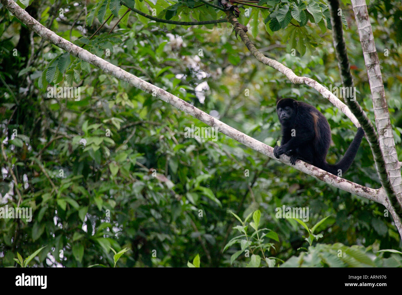 Mantled Howler Monkeys Alouatta palliata Tabacon Hot Spring Resort and ...