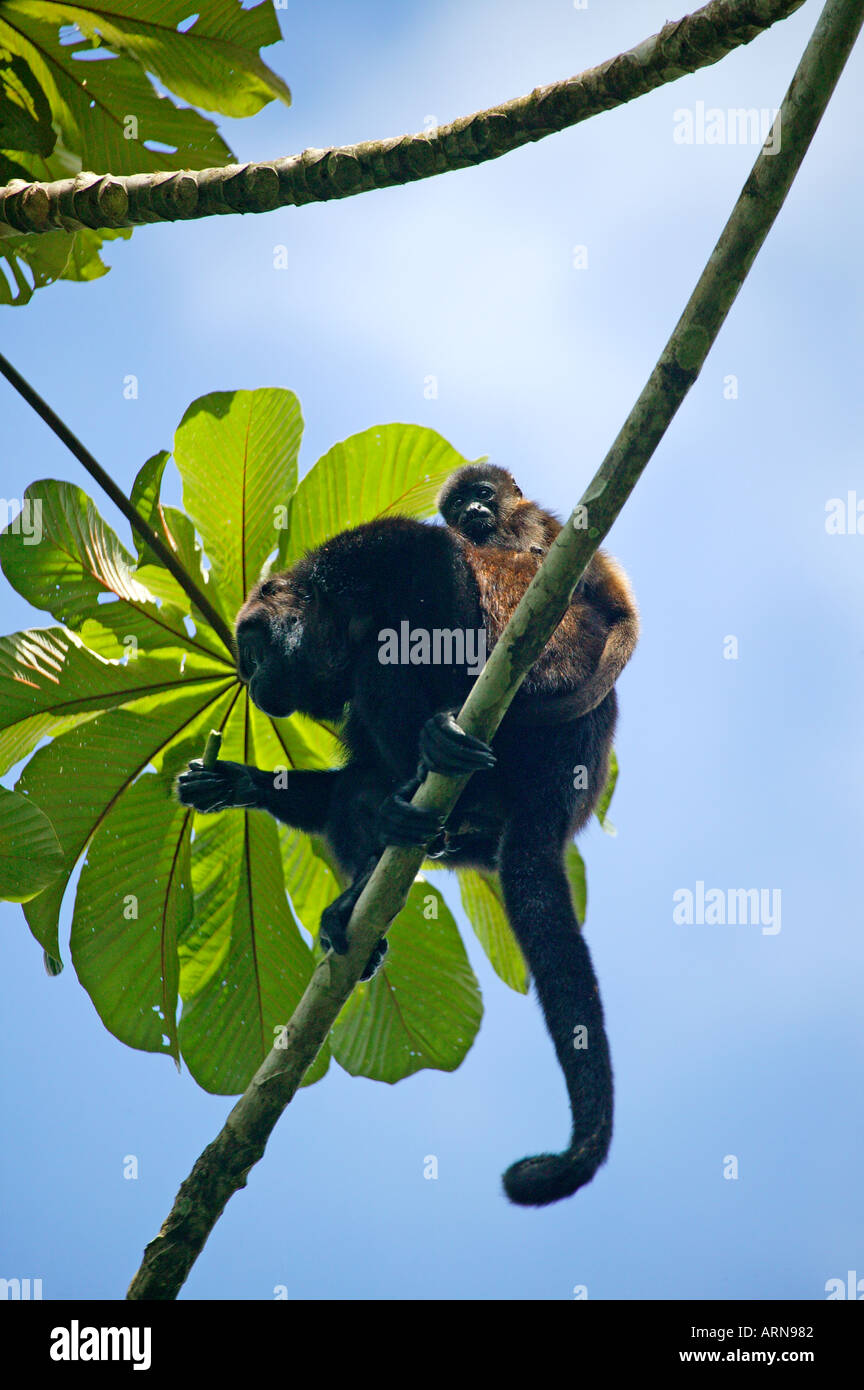Mantled Howler Monkeys Alouatta palliata Tabacon Hot Spring Resort and ...