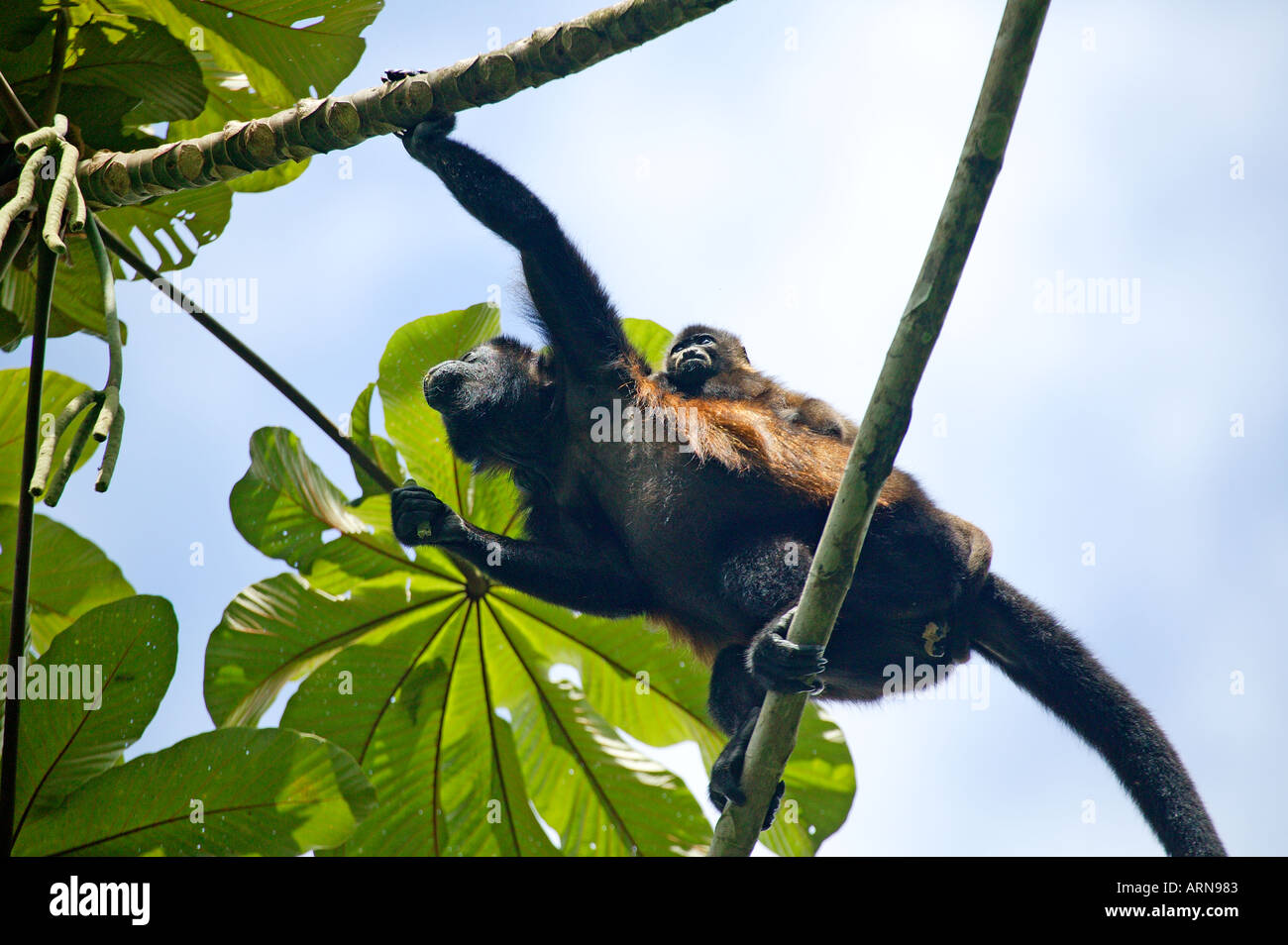 Mantled Howler Monkeys Alouatta palliata Tabacon Hot Spring Resort and ...