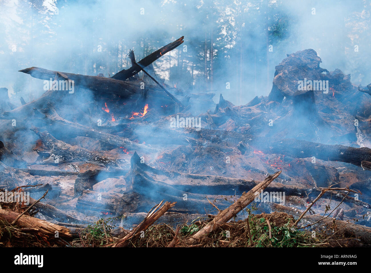 Logging slash fire, burning rubble, British Columbia, Canada Stock ...