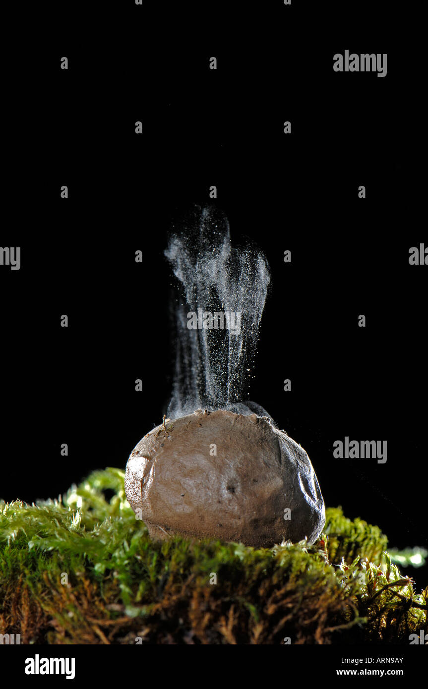 Puffball spores hi-res stock photography and images - Alamy