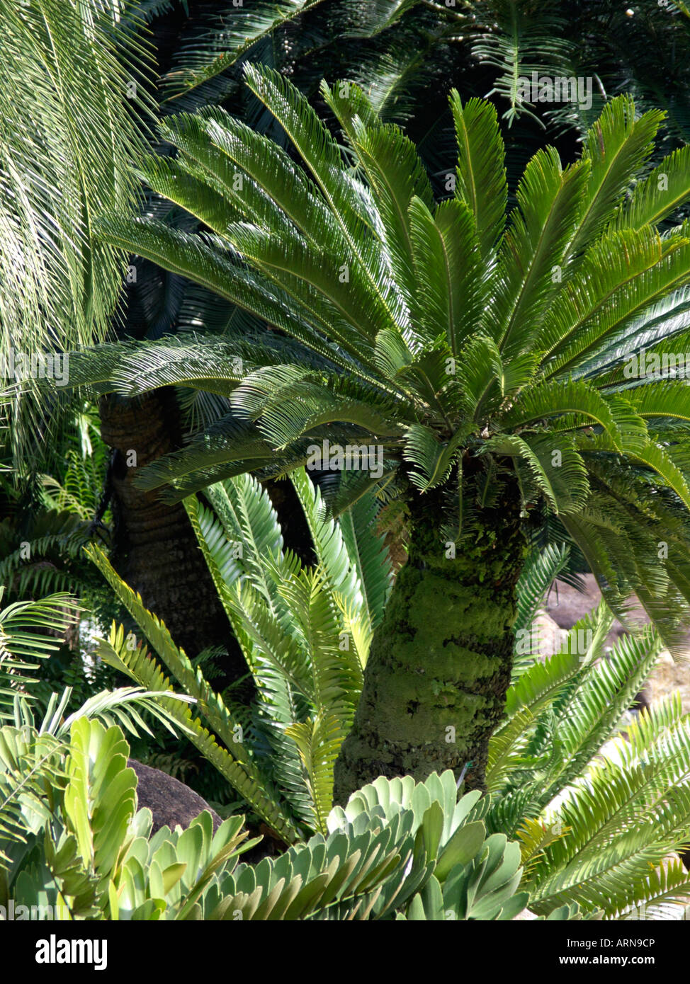 Sago palm (Cycas revoluta Stock Photo - Alamy