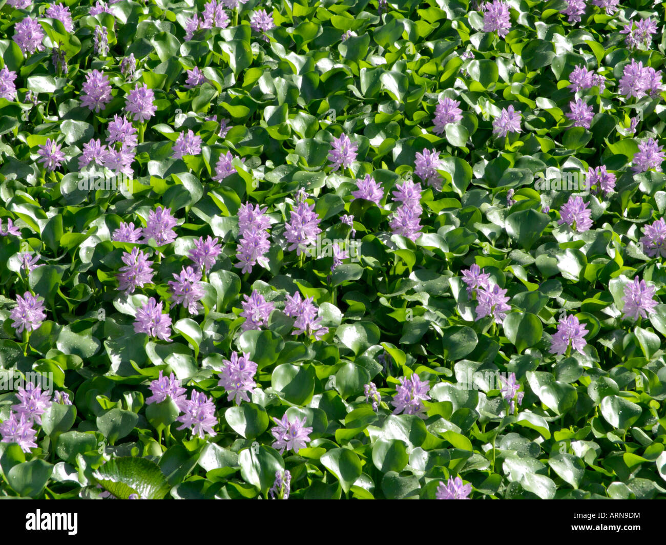 Water hyacinth (Eichhornia crassipes Stock Photo - Alamy