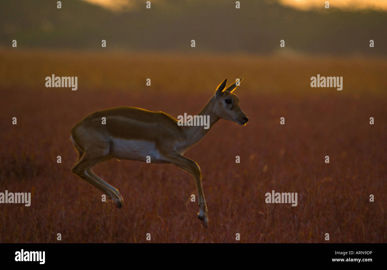 Asian blackbuck hi-res stock photography and images - Alamy