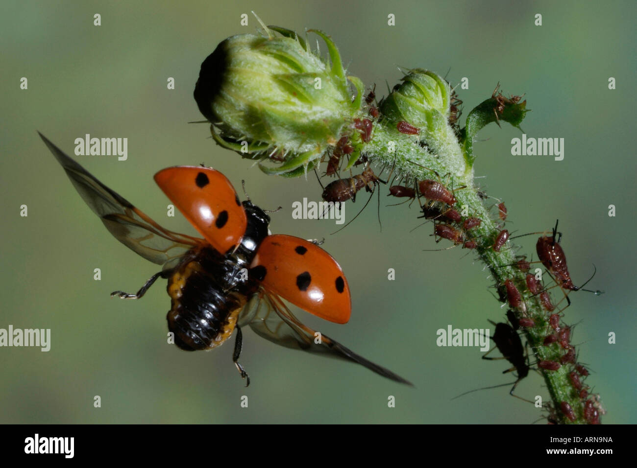 Seven-spotted ladybird (Cocinella septempunctata) and plant lice ...
