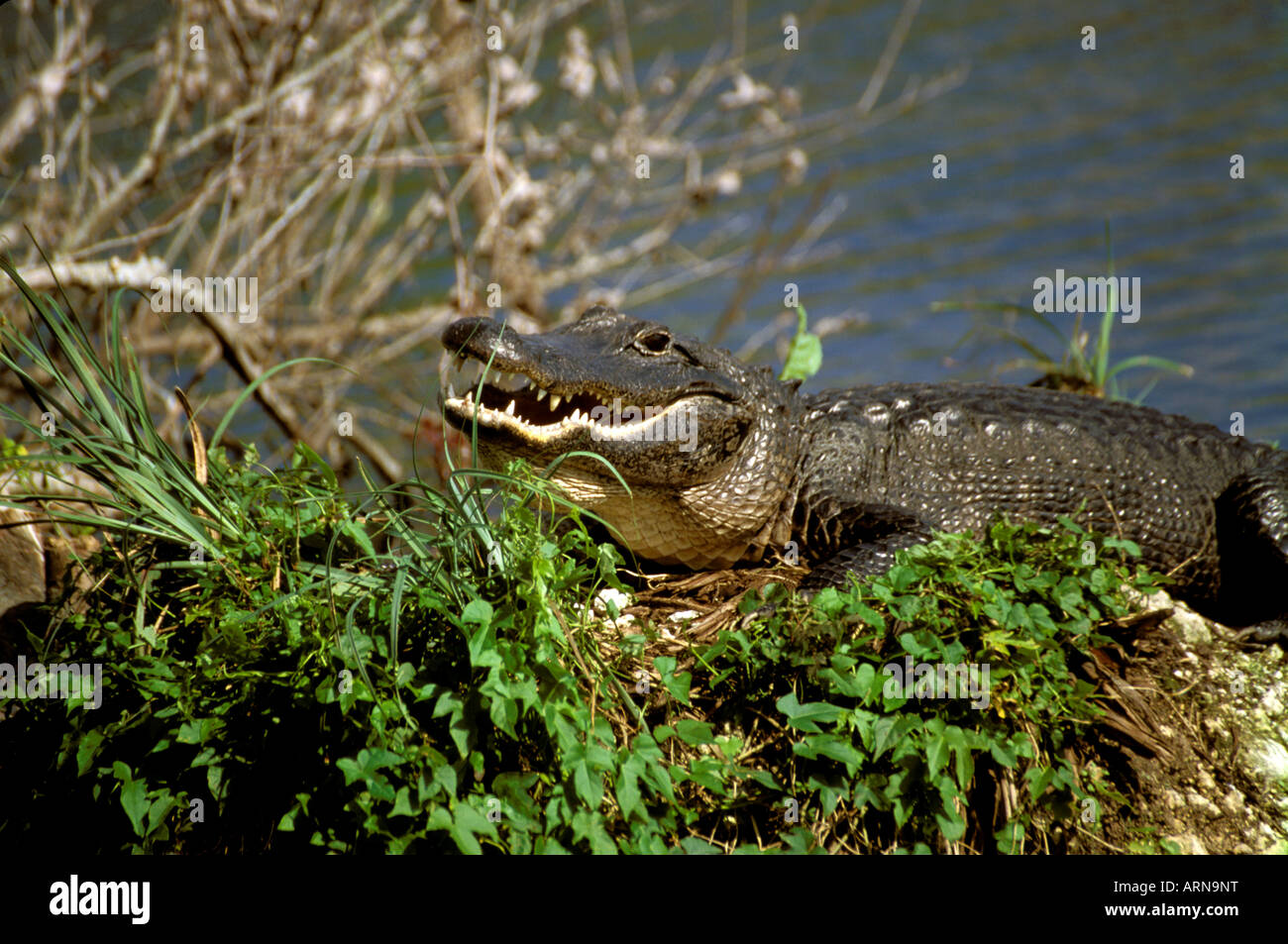 Powerful jaws of alligator hi-res stock photography and images - Alamy