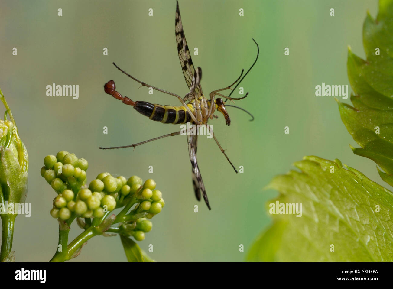 Scorpion flies hi-res stock photography and images - Alamy