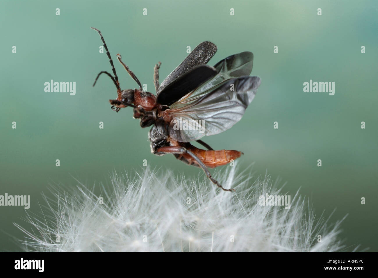 Soldier beetle (Cantharis fusca Stock Photo - Alamy