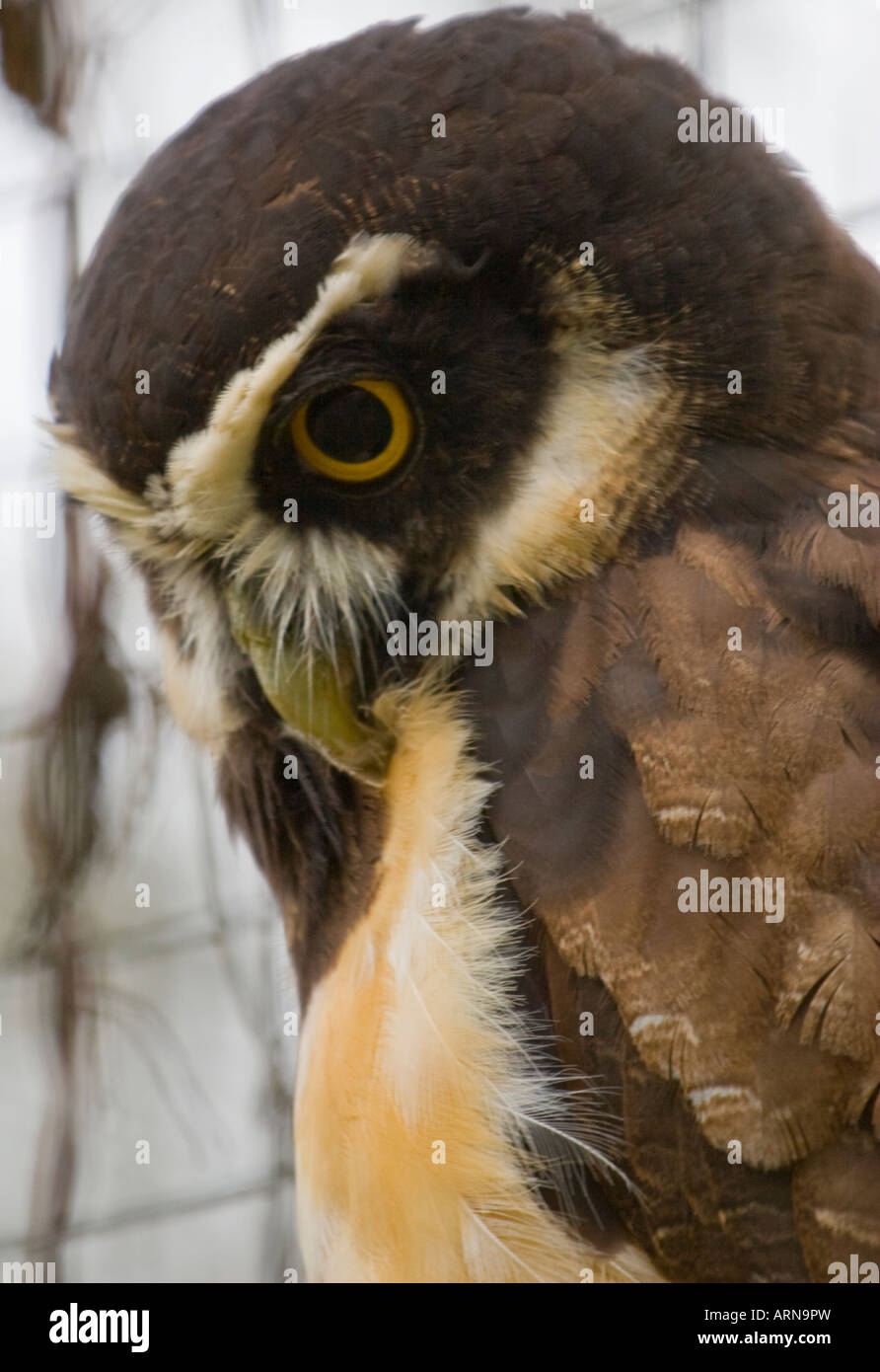 Spectacle bird hi-res stock photography and images - Alamy