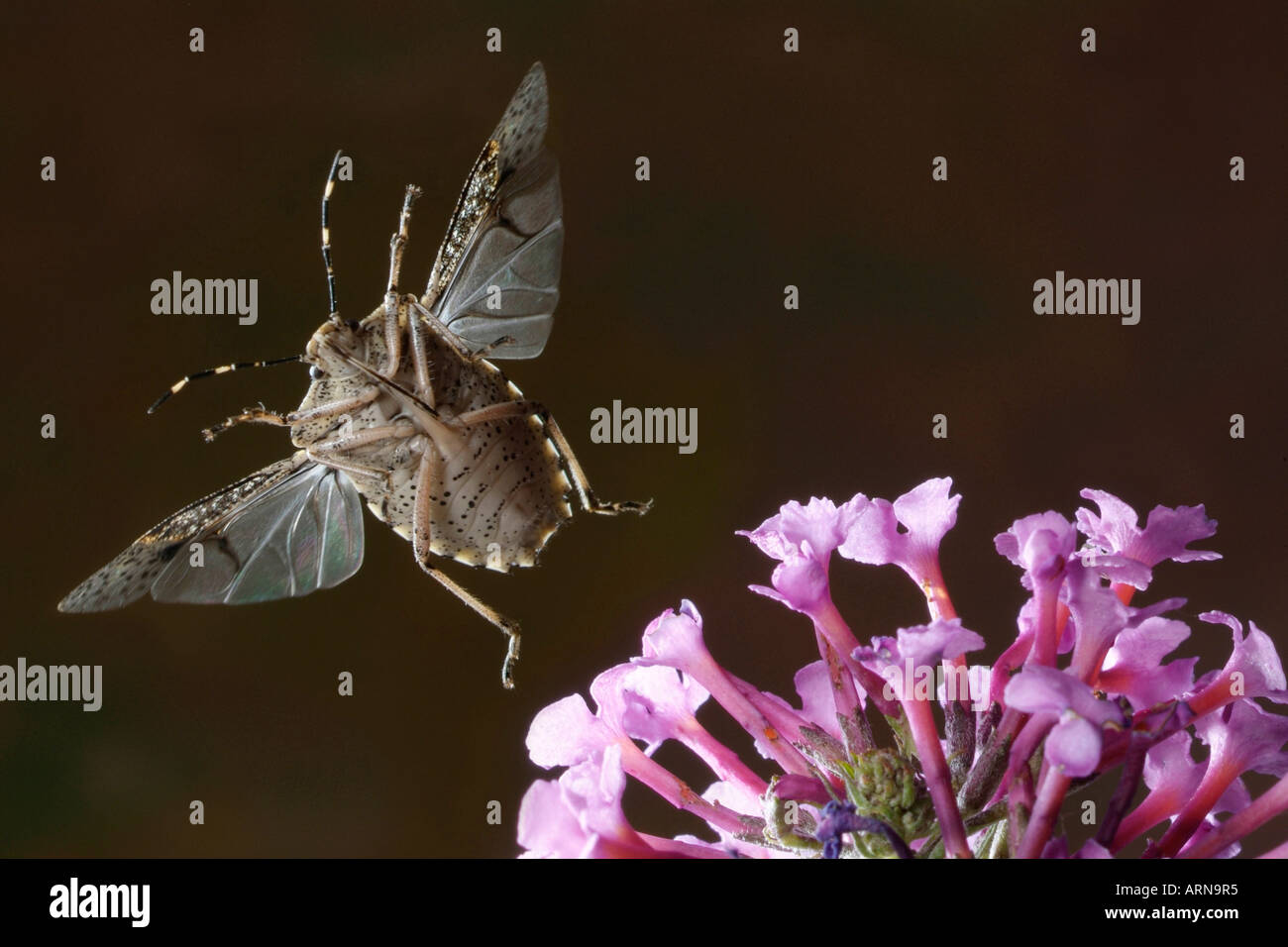 Shield bug (Raphigaster nebulosa Stock Photo - Alamy