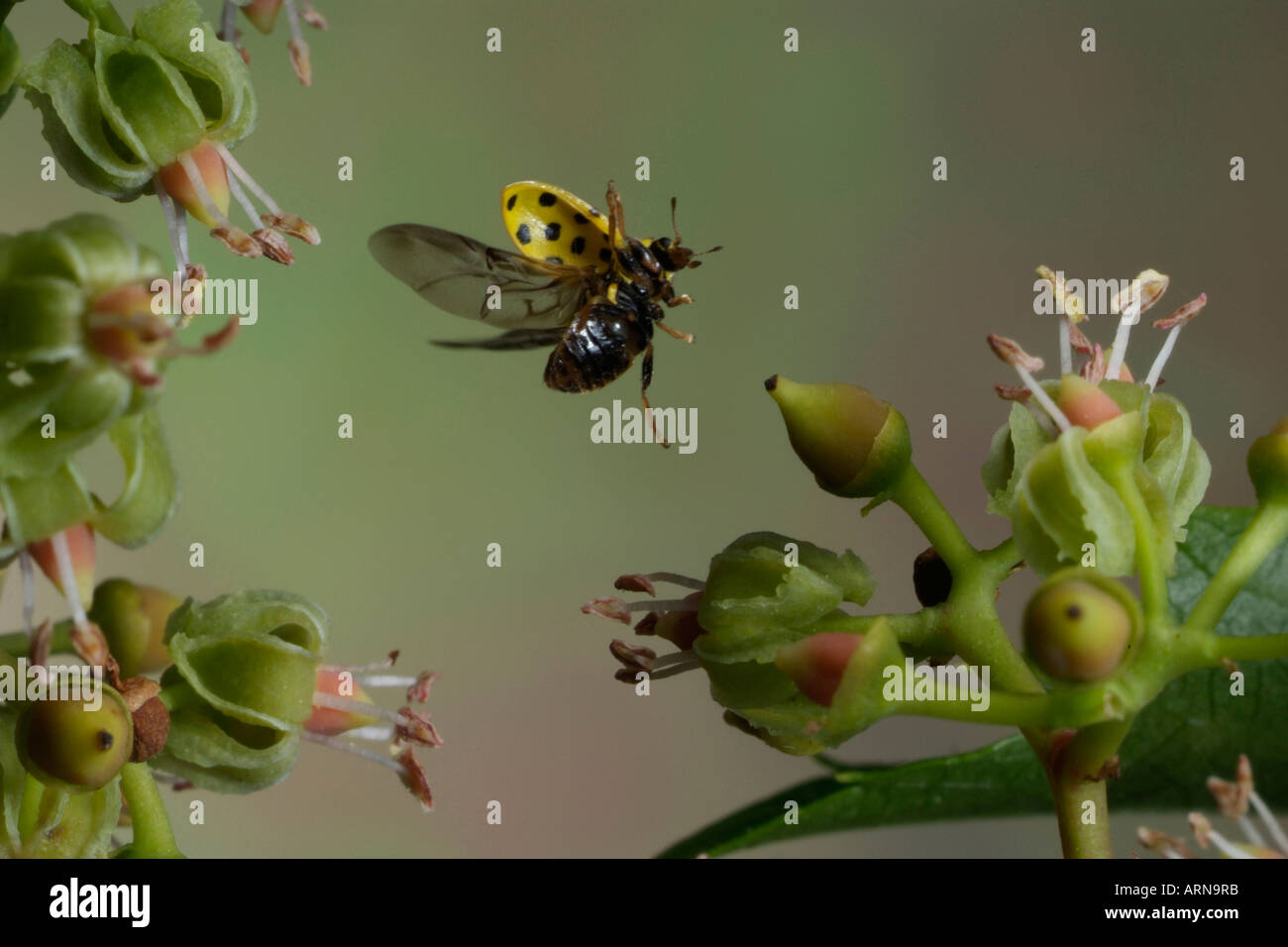 22-spot ladybird (Thea vigintiduopunctata Stock Photo - Alamy