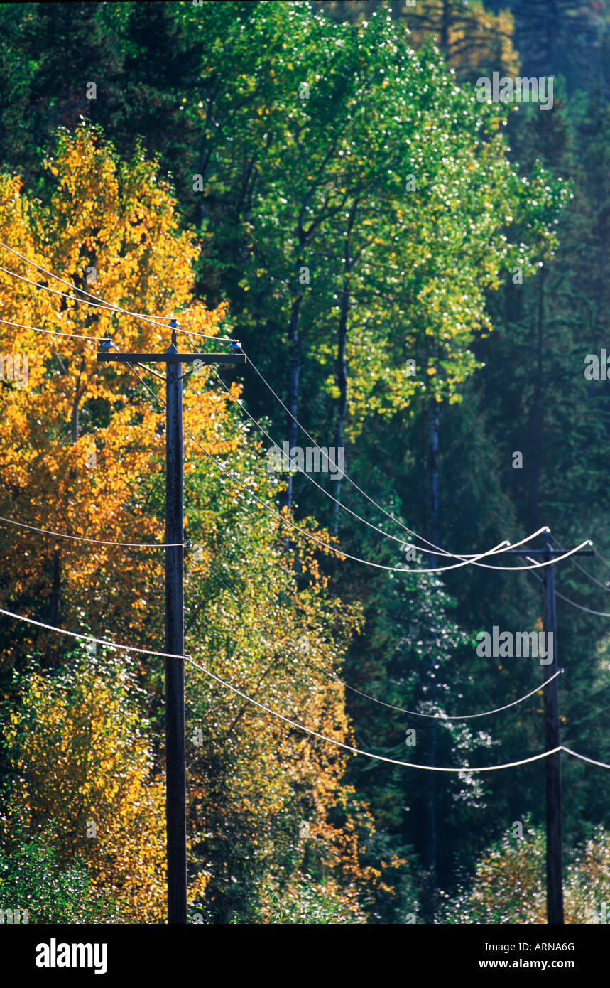 Power lines in the autumn with trees beyond, British Columbia, Canada ...