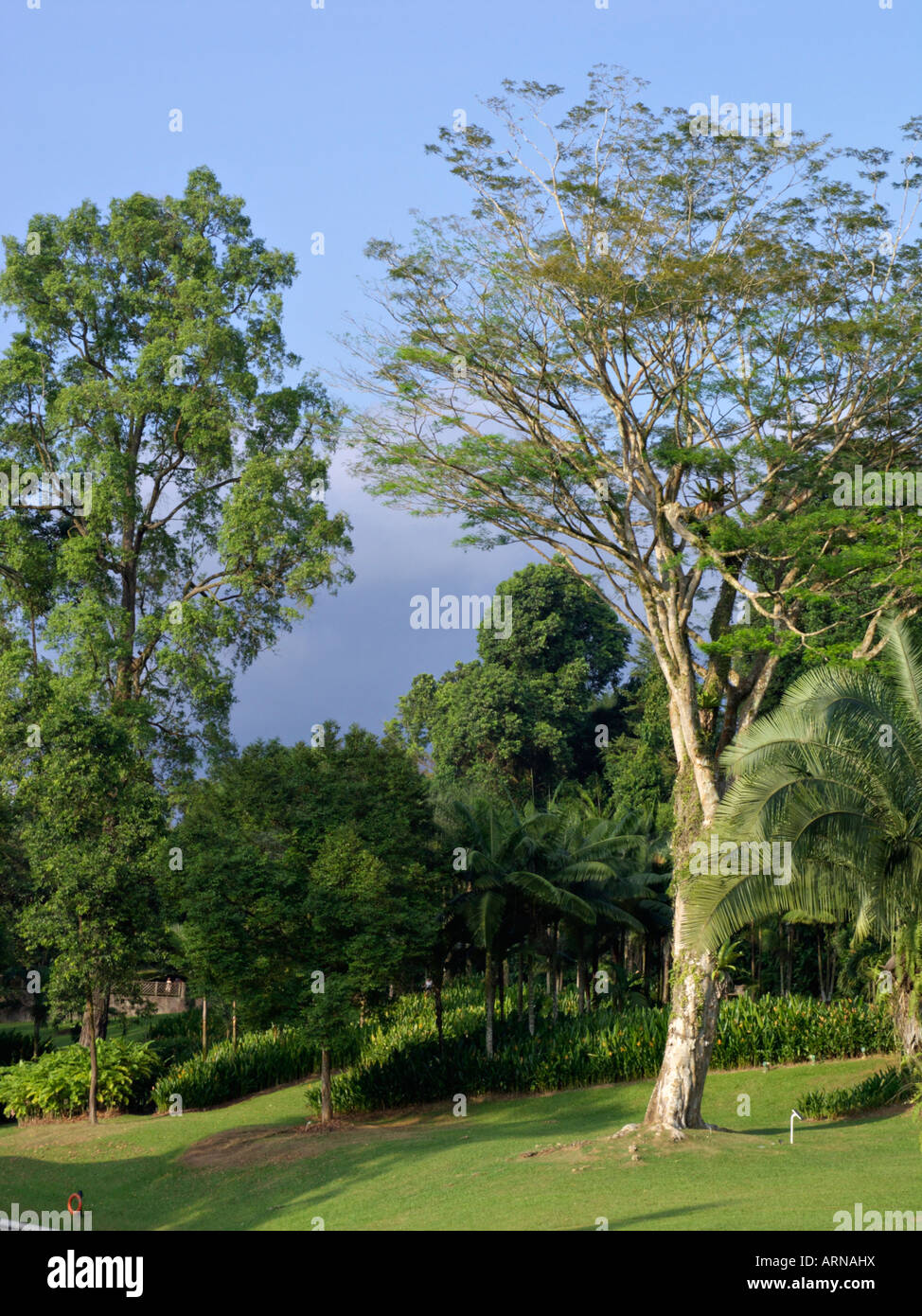 Albizia lebbekoides hi-res stock photography and images - Alamy