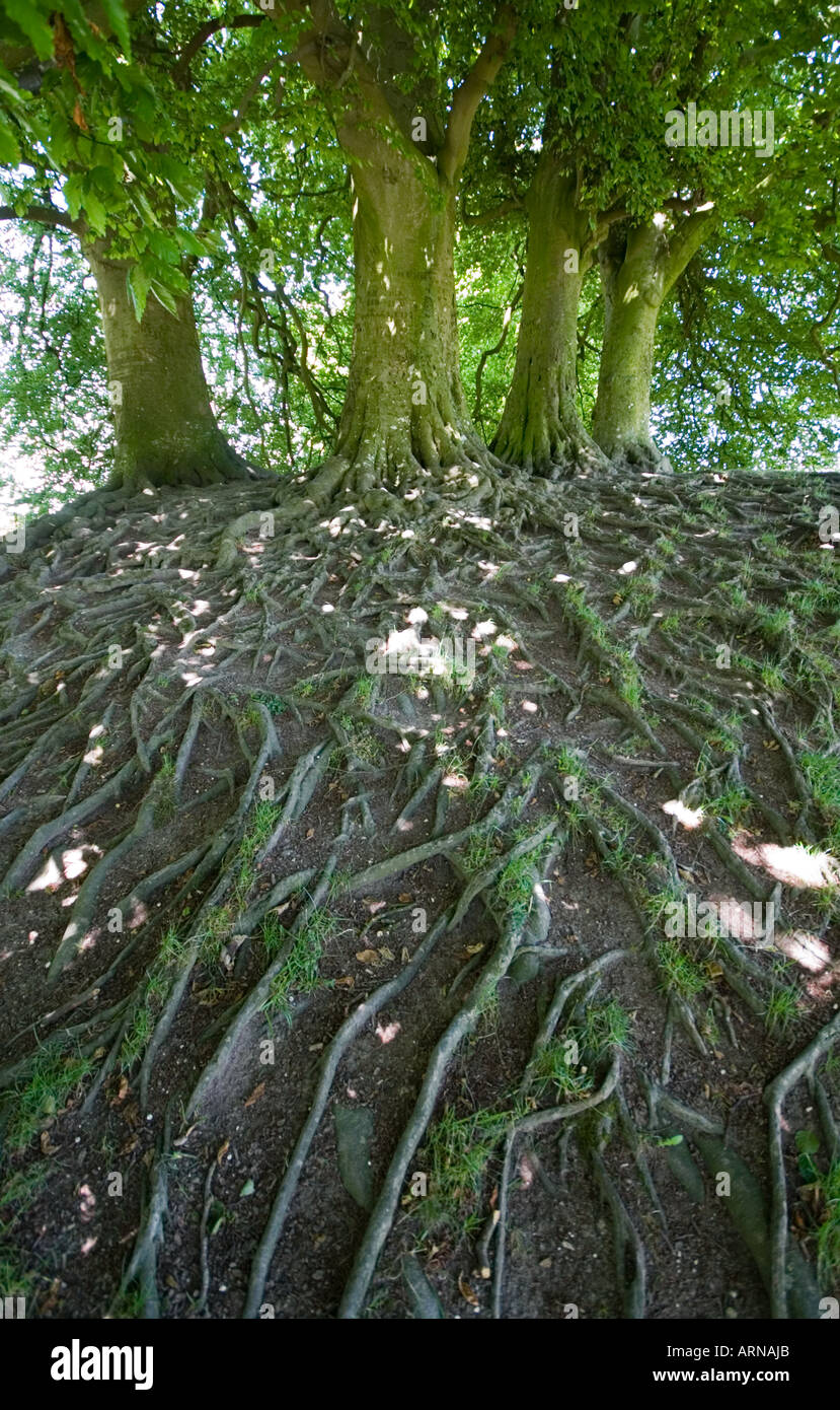 Tree roots at the famous Avebury stone circle in Wiltshire England ...