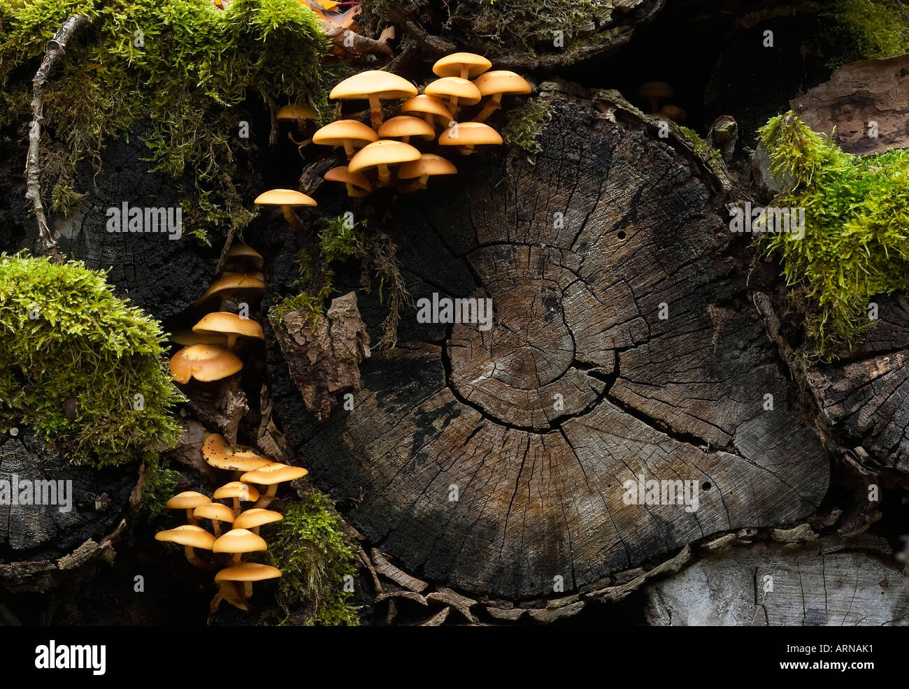 Mushrooms at tree trunk hi-res stock photography and images - Alamy