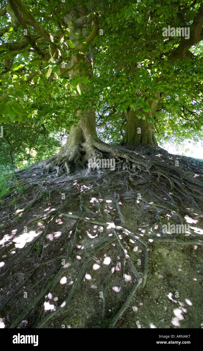 Tree roots at the famous Avebury stone circle in Wiltshire England ...