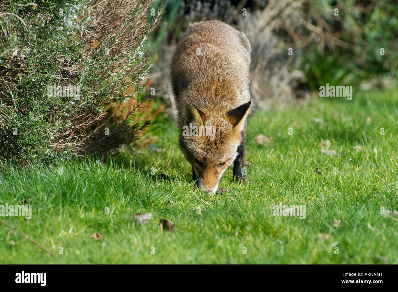 wild fox in suburban garden Stock Photo - Alamy