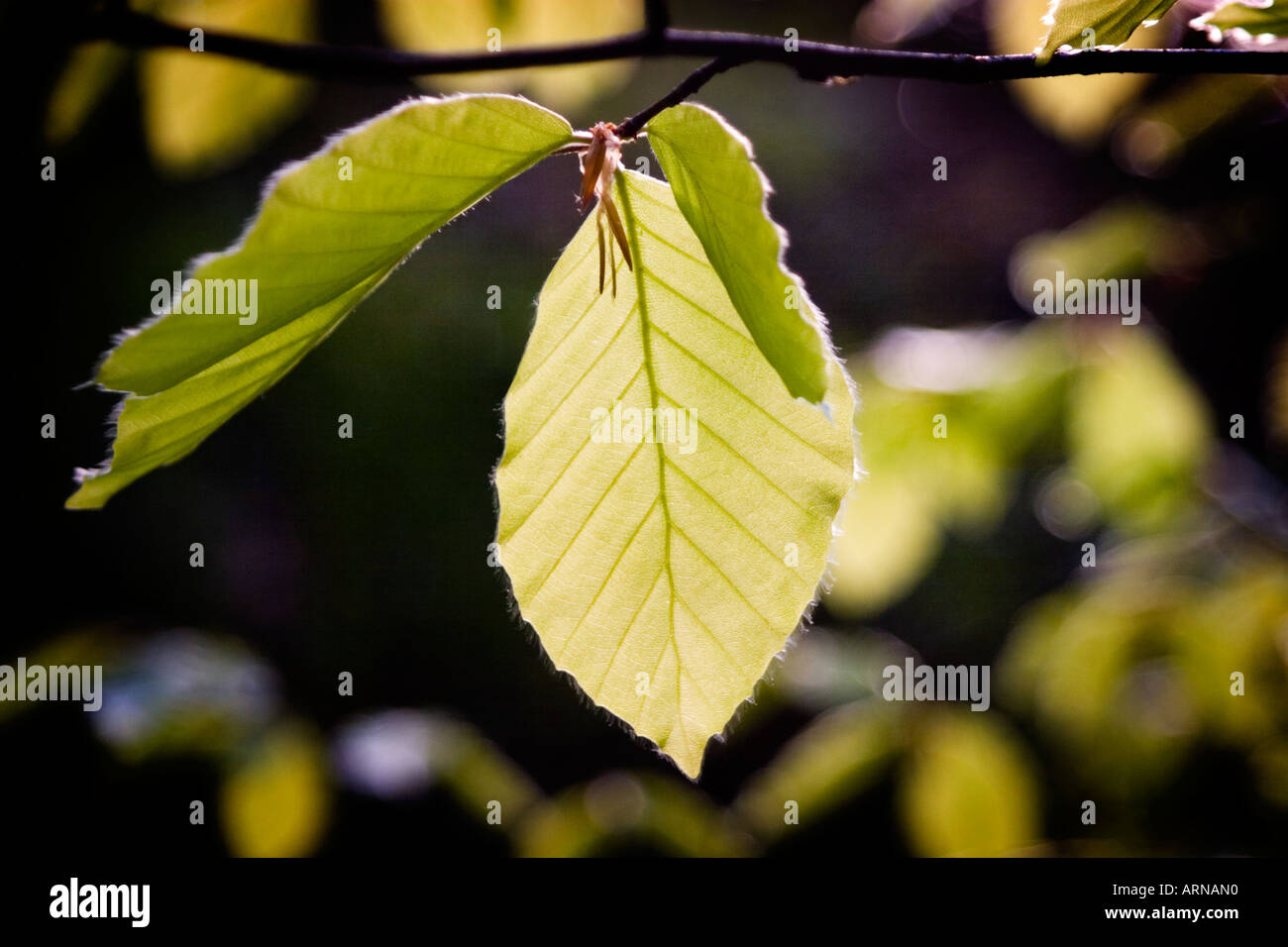 back lit Beech tree leaves leaf back lit by sun Stock Photo - Alamy
