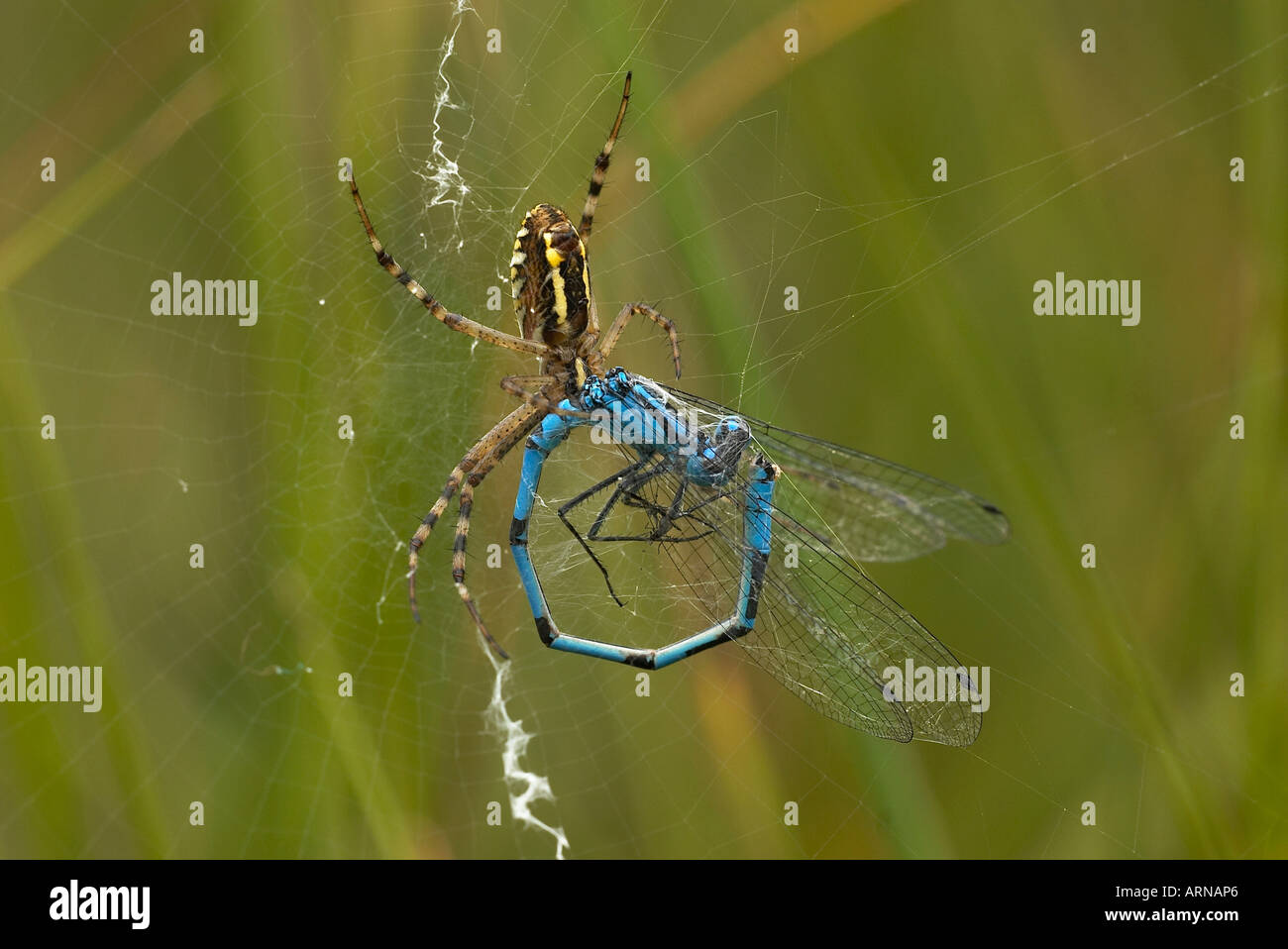 Wasp spider (Argiope bruennichi) eating a Common Blue Damselfly ...