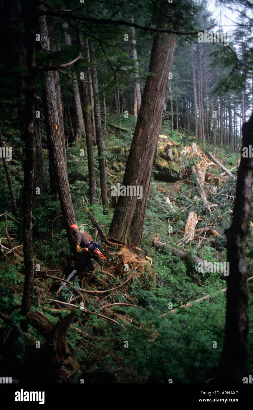 Timber faller hi-res stock photography and images - Alamy