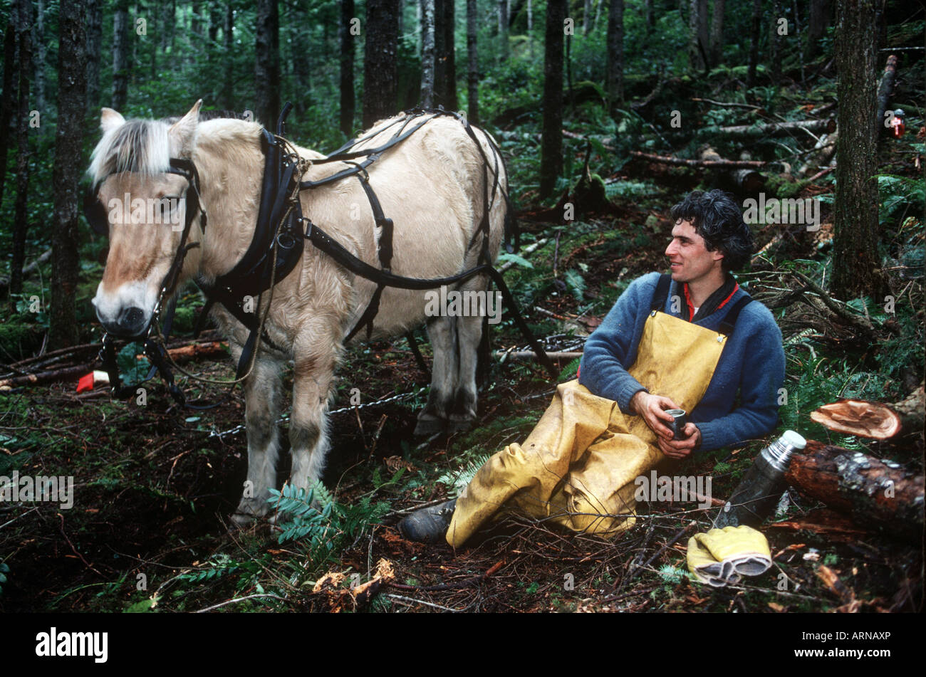 Man with horse, selectiving logging on Linnaea Farm land trust, Cortes ...