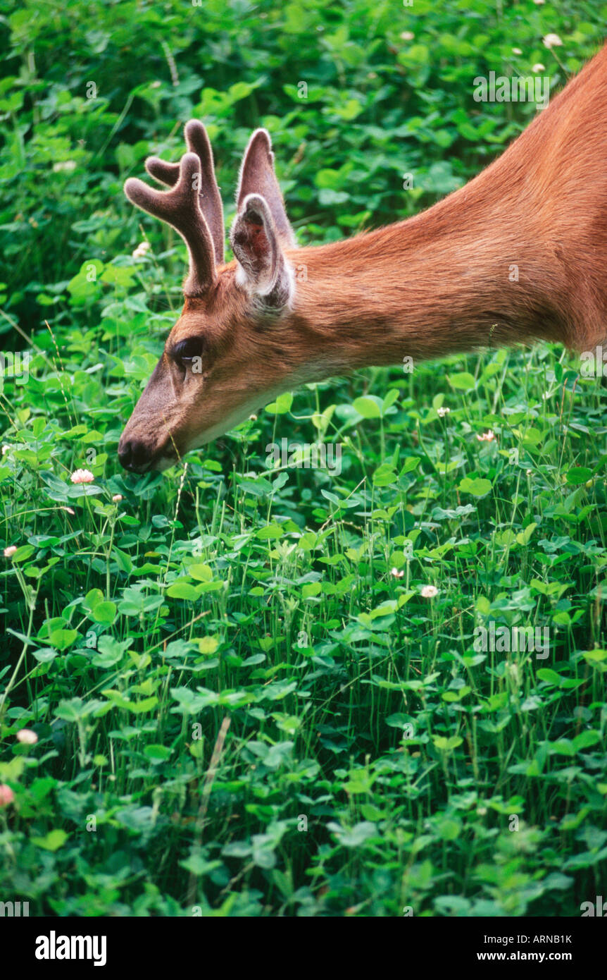 Black tailed deer (Odocoileus hemionus) eating clover, British Columbia ...
