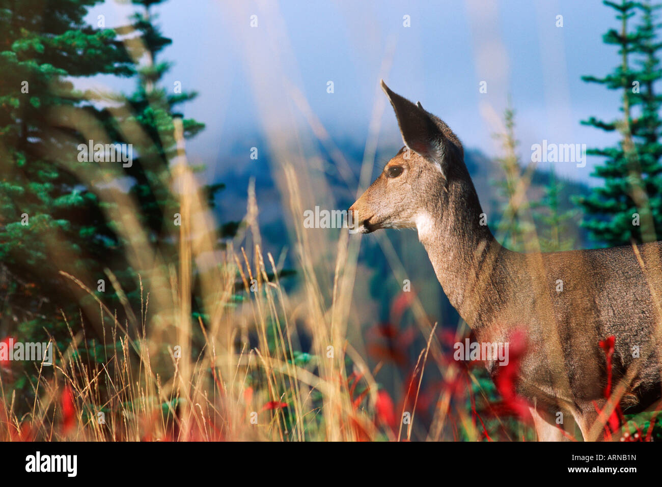 Black tailed deer (Odocoileus hemionus) through grasses, British ...