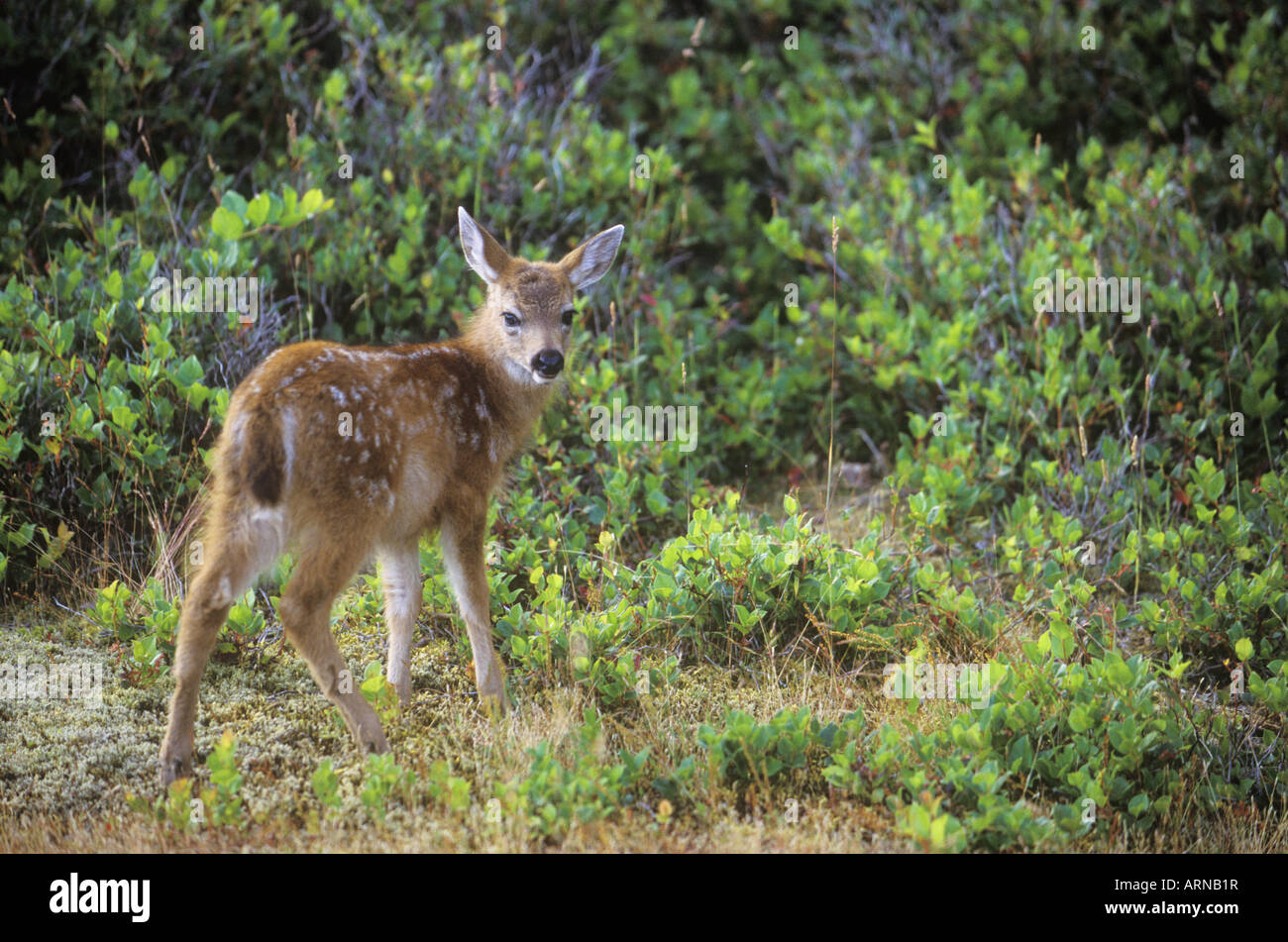 Deer british hi-res stock photography and images - Alamy