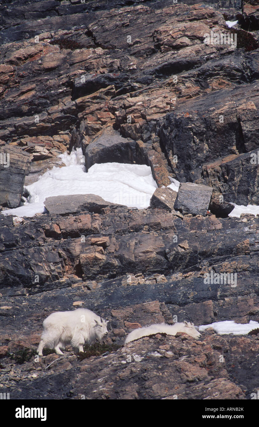 Snow goat image hi-res stock photography and images - Alamy